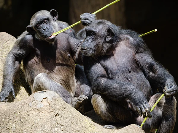 Penny & Jock Fortune International Chimpanzee Complex - Indianapolis ...