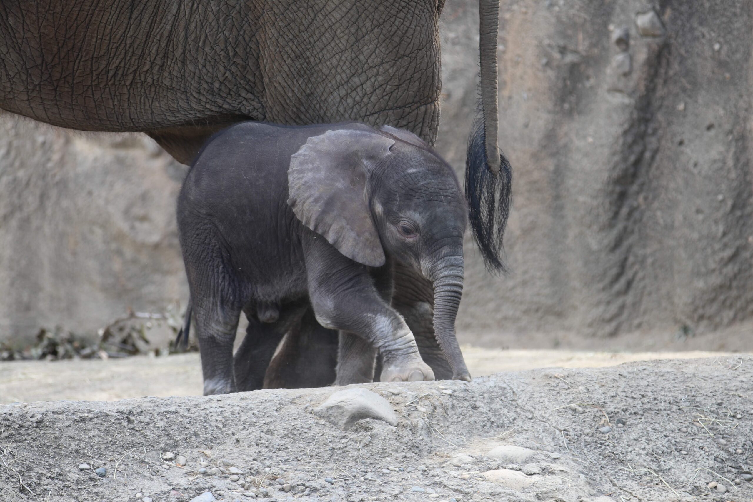 Elephant Zoo Babies - Indianapolis Zoo