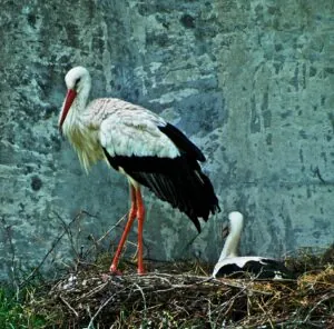 Stork - Indianapolis Zoo Site