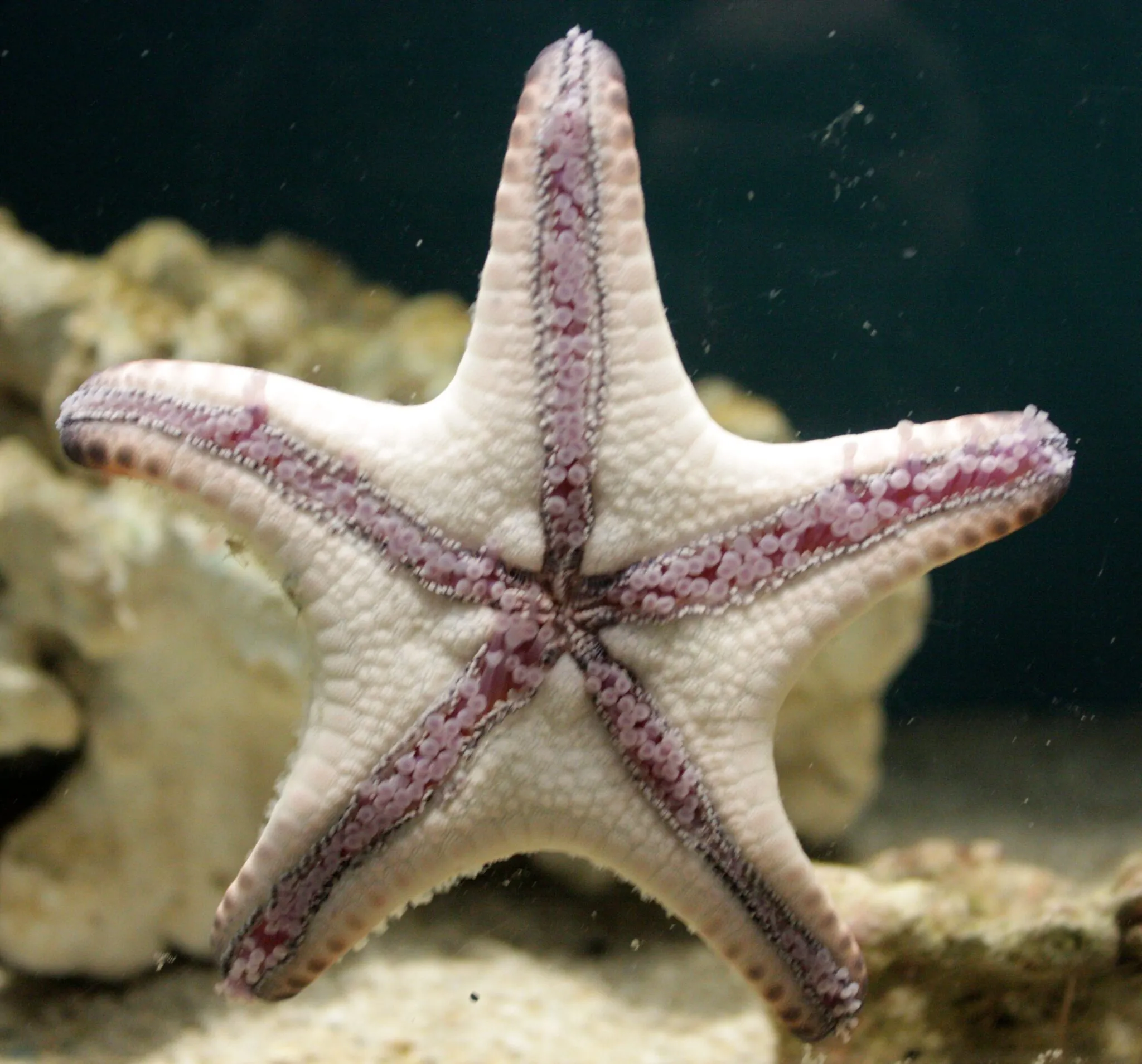 Sea Stars - Indianapolis Zoo
