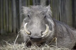 Warthog - Indianapolis Zoo