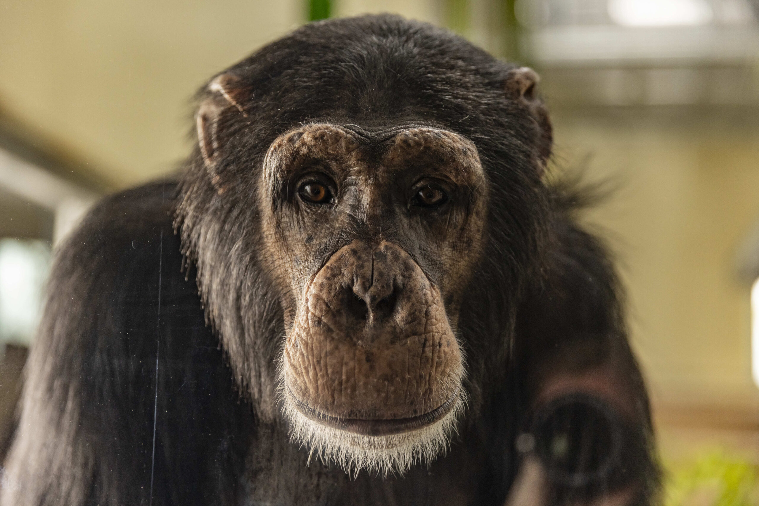Indy Just Got Wilder! Chimpanzee Complex Opens Memorial Day Weekend ...
