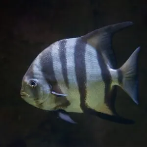 Spadefish - Indianapolis Zoo