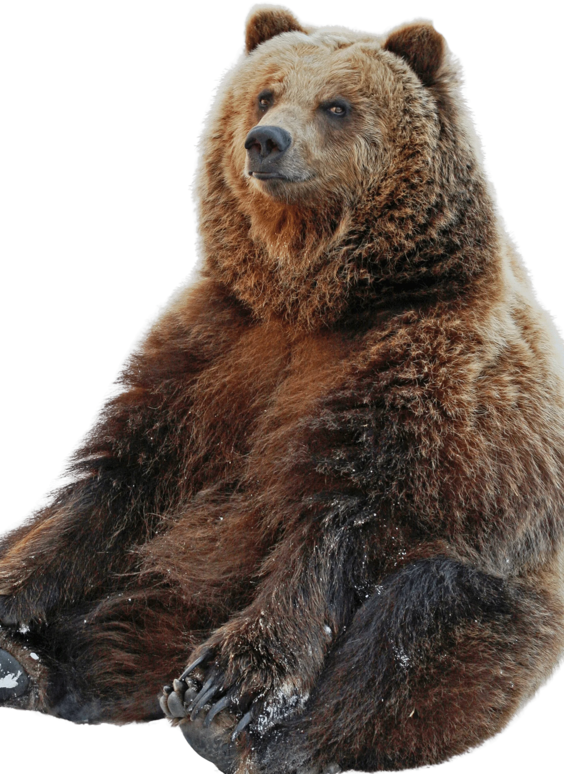 Bear - Từ Điển Chi Tiết và Cách Sử Dụng Từ "Bear" trong Tiếng Anh