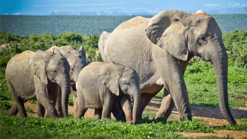 Shrinking Spaces for Largest Land Animal - Indianapolis Zoo