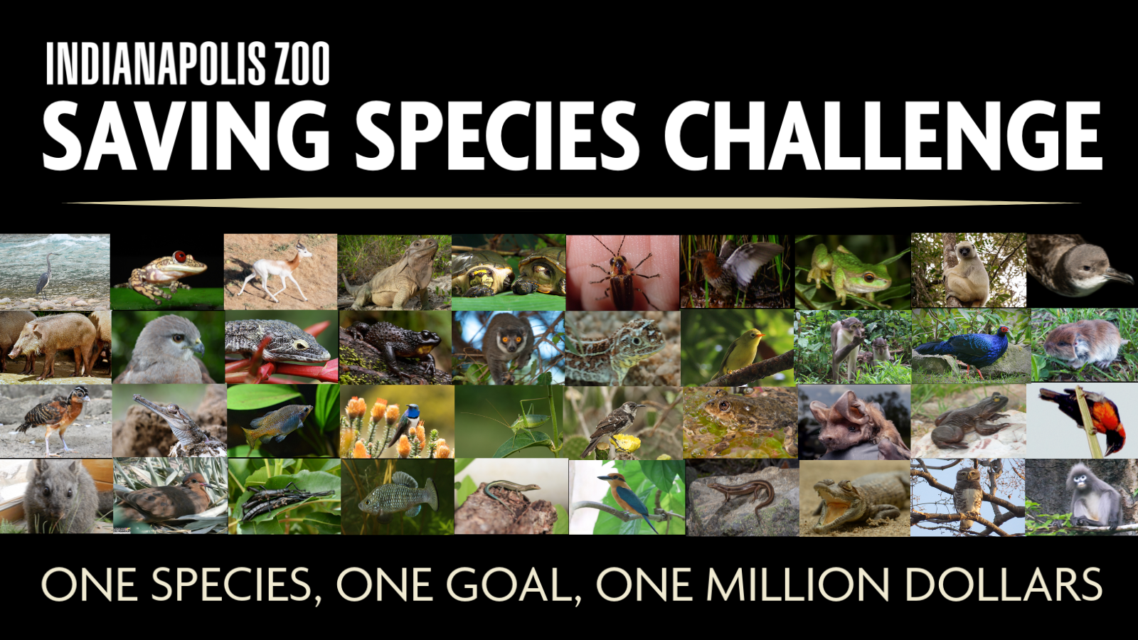 Saving Species Challenge - Indianapolis Zoo
