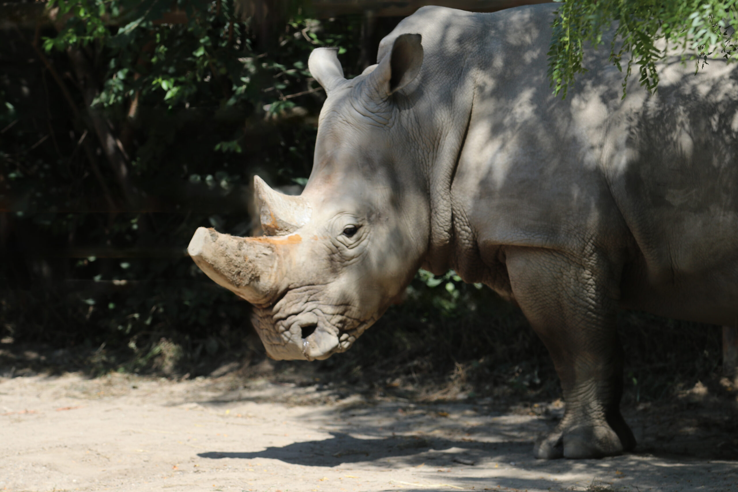 Zoo Announces Rhino Pregnancy - Indianapolis Zoo