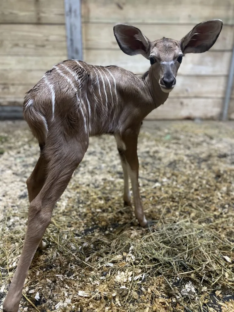 Kudu Zoo Babies - Indianapolis Zoo