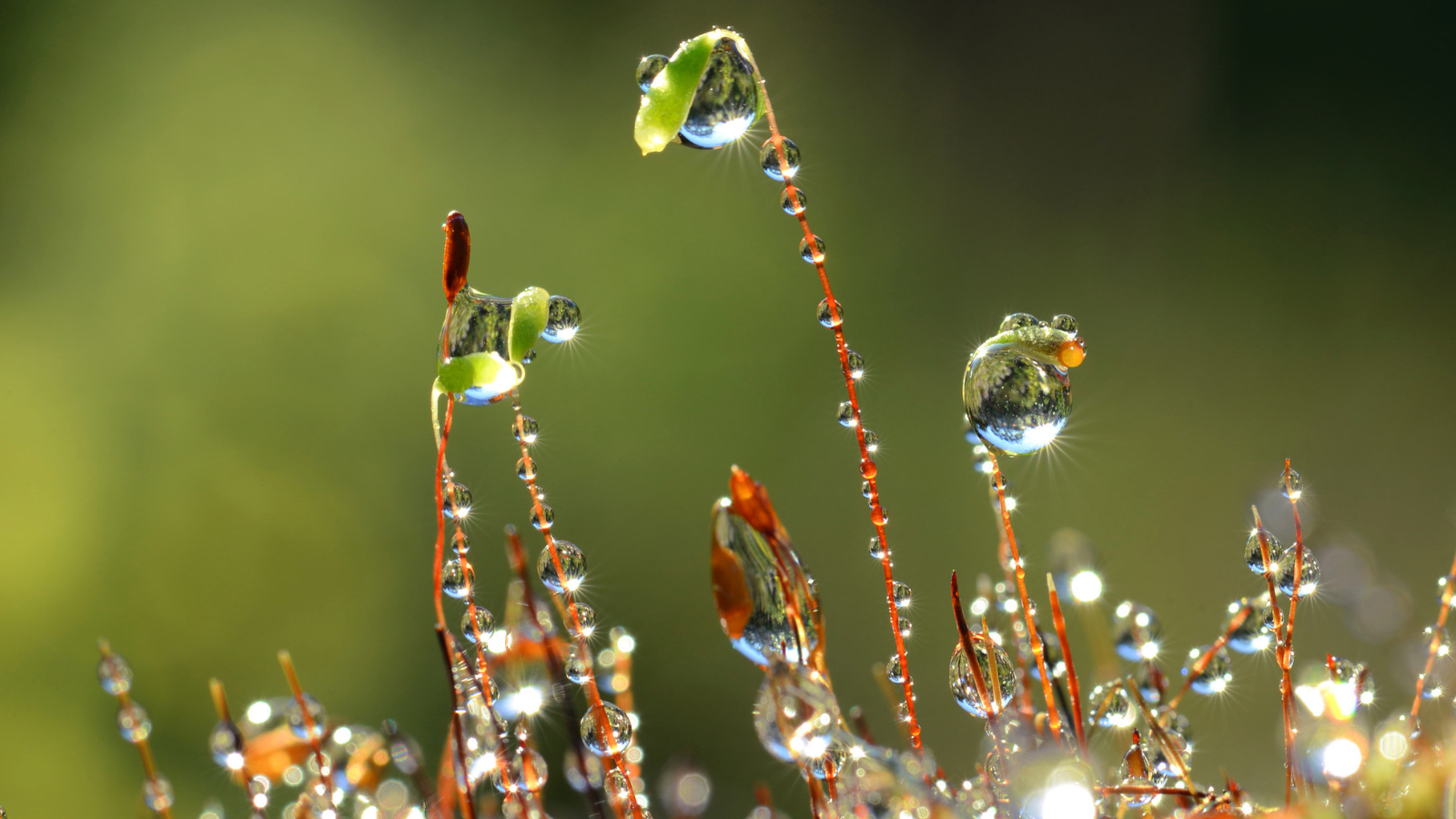 Bryophytes - Indianapolis Zoo