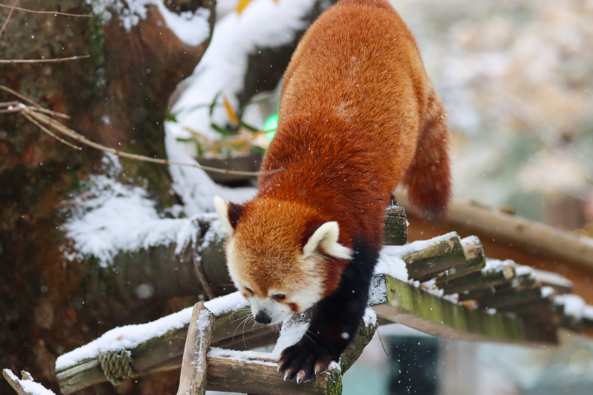 Red Panda Chat - Indianapolis Zoo